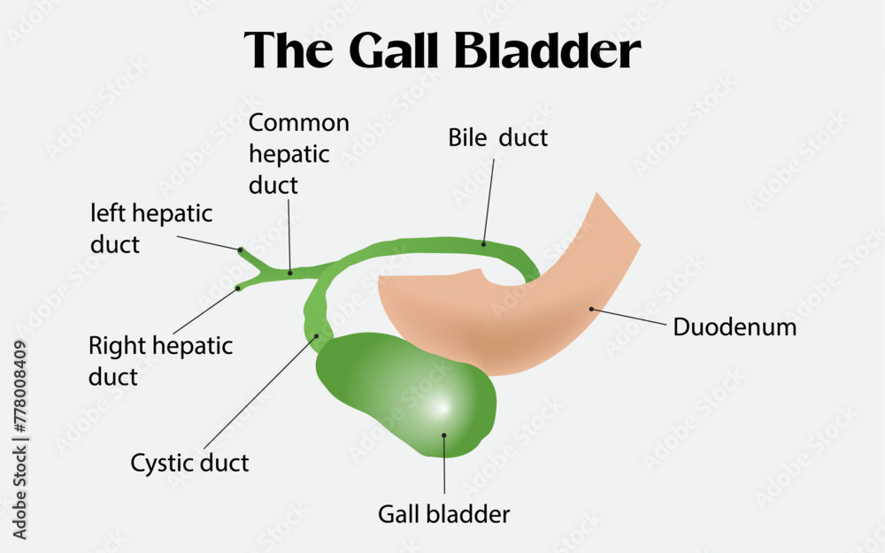 The Gall Bladder: The Gall Bladder Labeled Diagram Stock Vector | Adobe ...