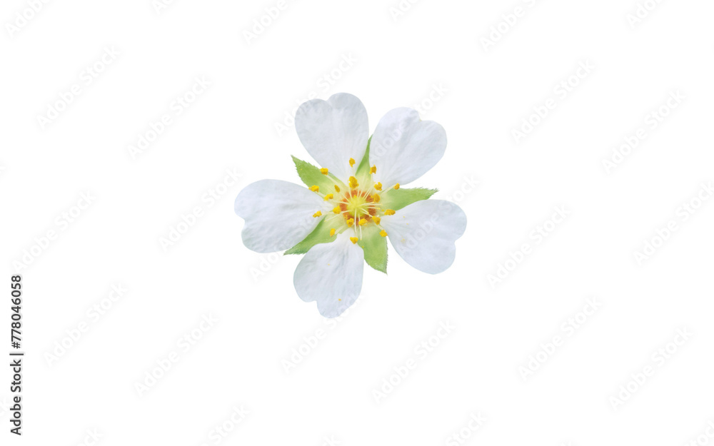 Potentilla montana flower isolated transparent png. Beautiful white ...