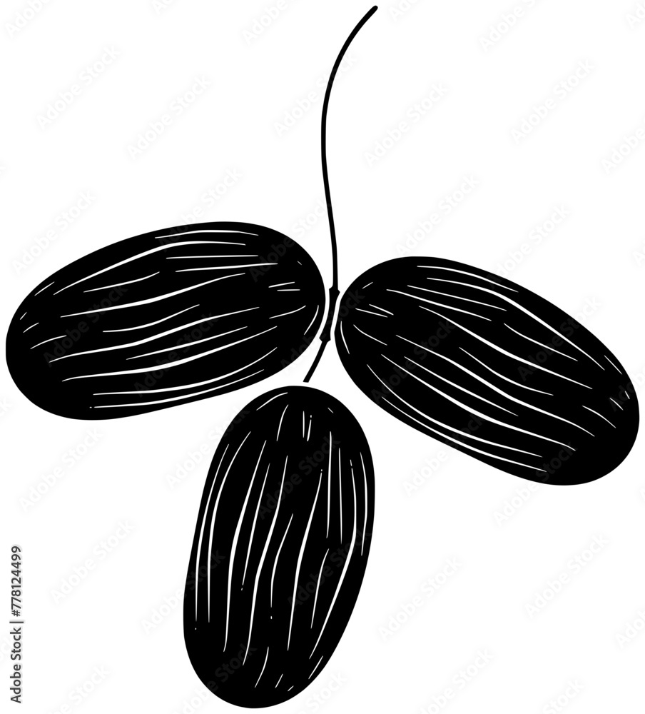 tropical illustration medjool silhouette fruit logo green icon date ...