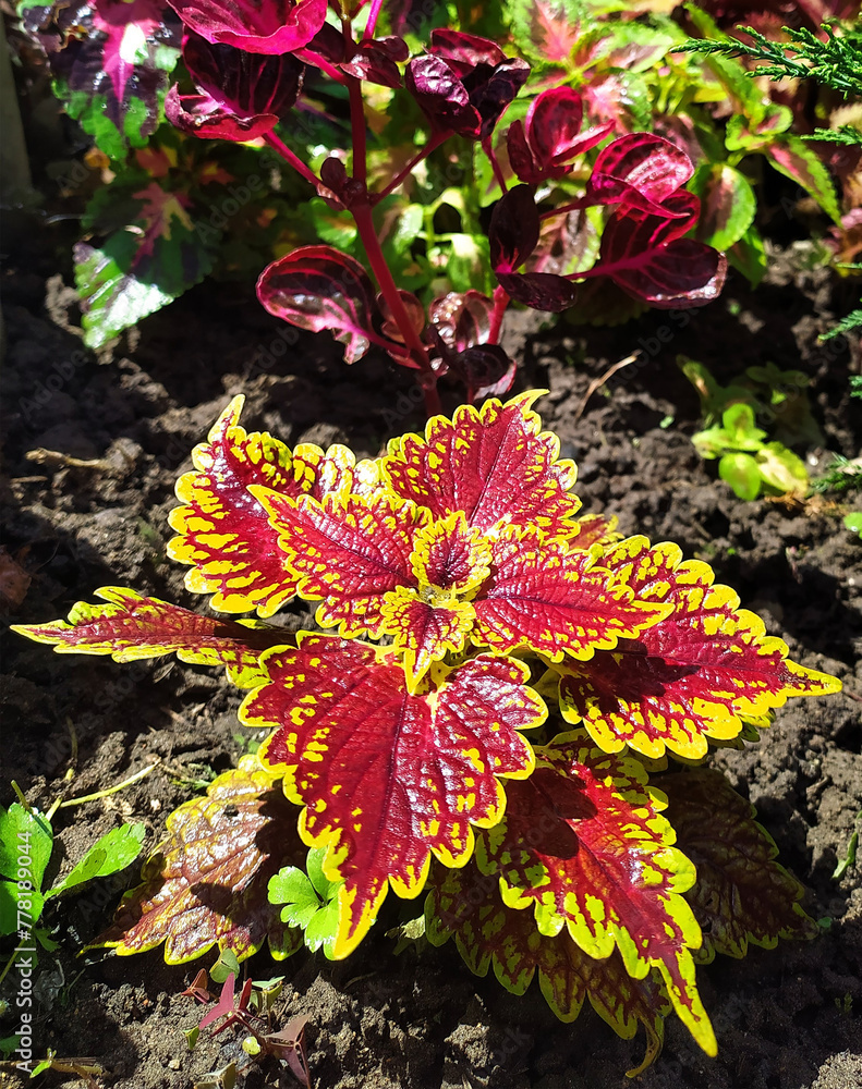 Coleus plant. A mixture of colors. Colorful leaves. Different varieties ...