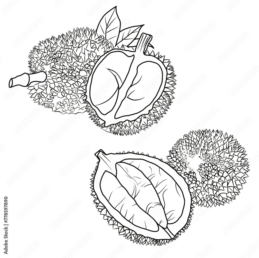 Vector drawing Illustration Hand drawn ink sketch of Durian Fruit, Half ...
