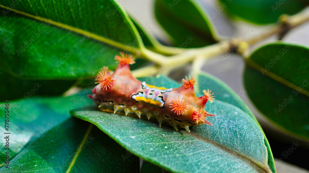 Fotografie LIMACODIDAE . Slug Moths Caterpillars . Cup Moths ...