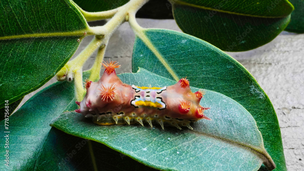 LIMACODIDAE . Slug Moths Caterpillars . Cup Moths Caterpillars. Sydney ...