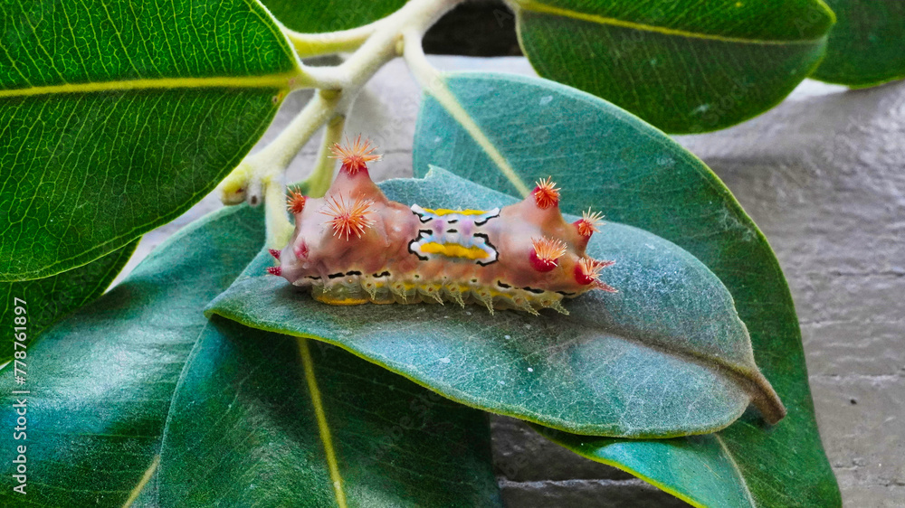 LIMACODIDAE . Slug Moths Caterpillars . Cup Moths Caterpillars. Sydney ...