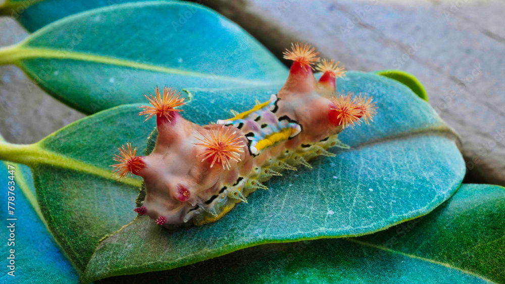 LIMACODIDAE . Slug Moths Caterpillars . Cup Moths Caterpillars. Sydney ...