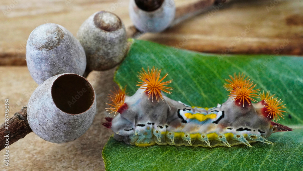 LIMACODIDAE . Slug Moths Caterpillars . Cup Moths Caterpillars. Sydney ...