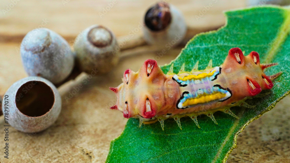 LIMACODIDAE . Slug Moths Caterpillars . Cup Moths Caterpillars. Sydney ...