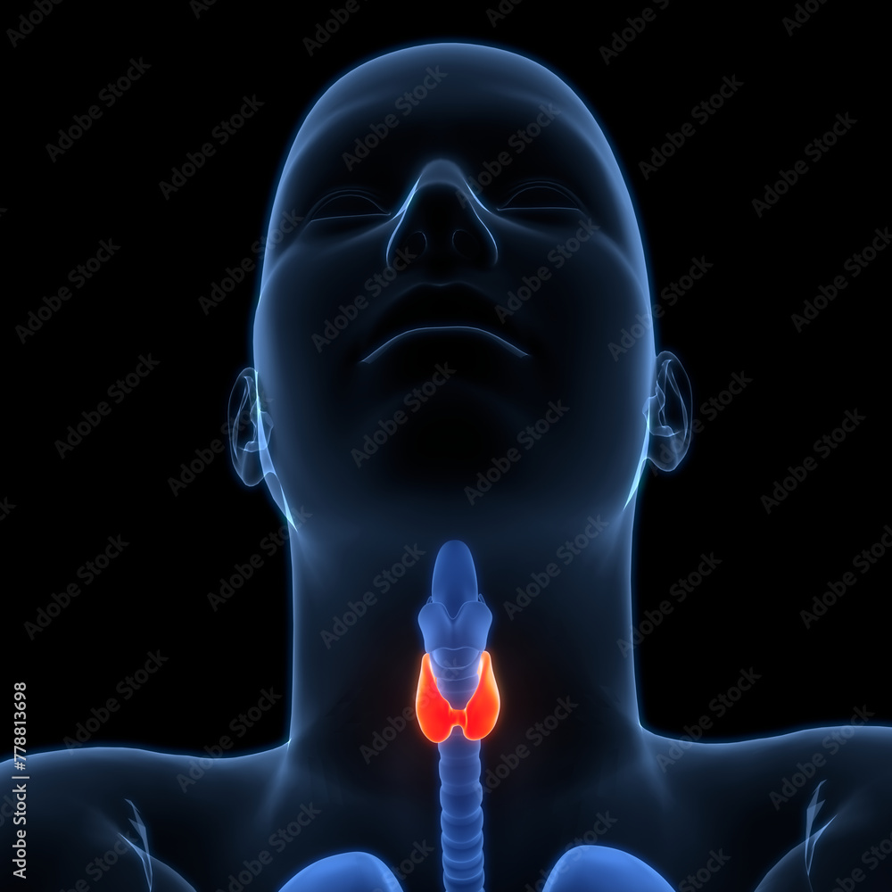 Human Body Glands Thyroid Gland Anatomy Stock Illustration | Adobe Stock