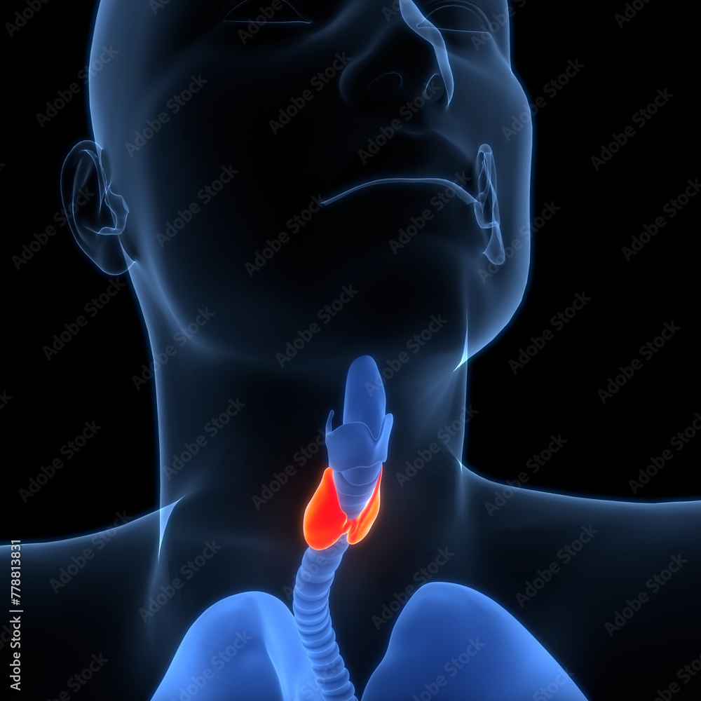 Human Body Glands Thyroid Gland Anatomy Stock Illustration | Adobe Stock