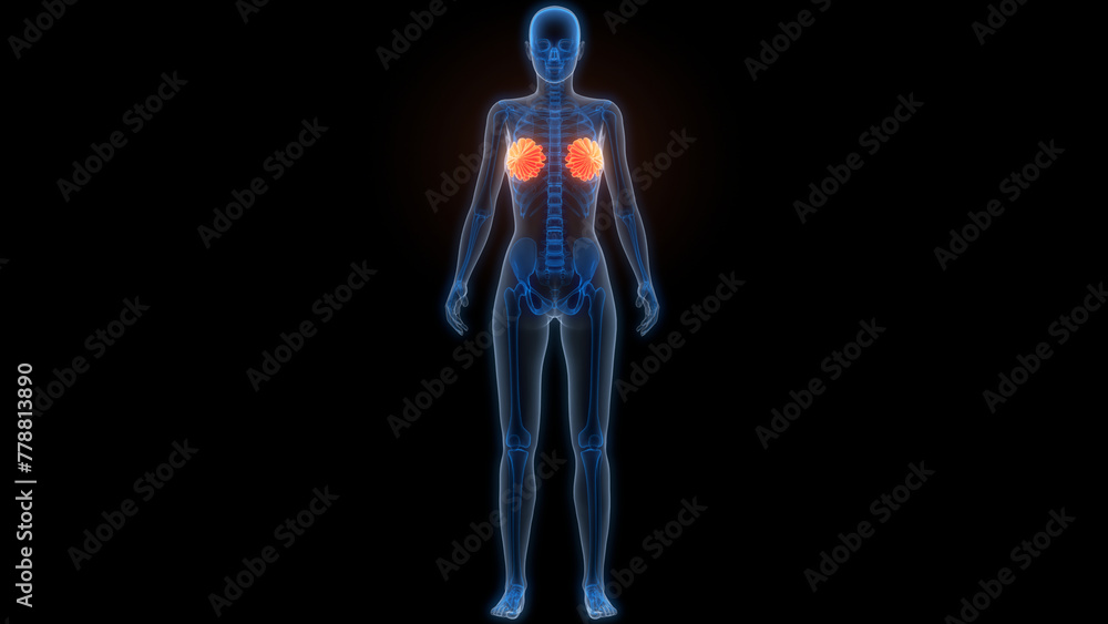 Female Internal Organs Mammary Glands Anatomy Stock Illustration ...