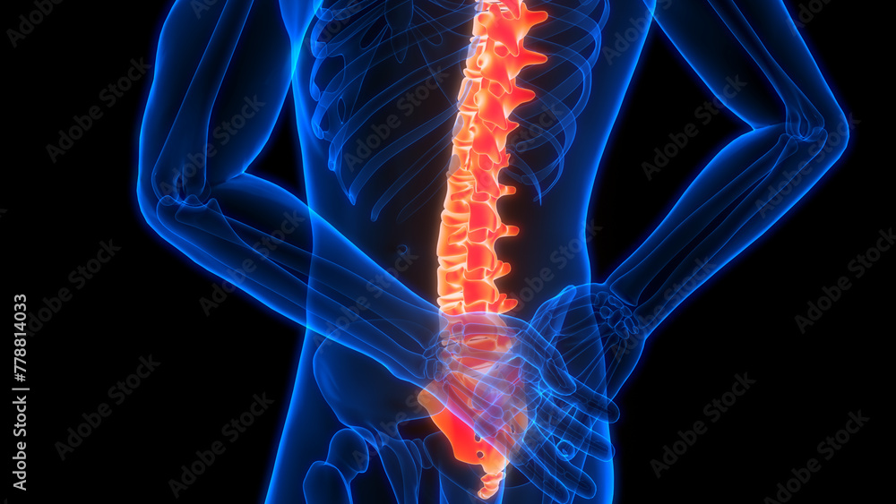 Spinal Cord Vertebral Column of Human Skeleton System Anatomy Stock ...