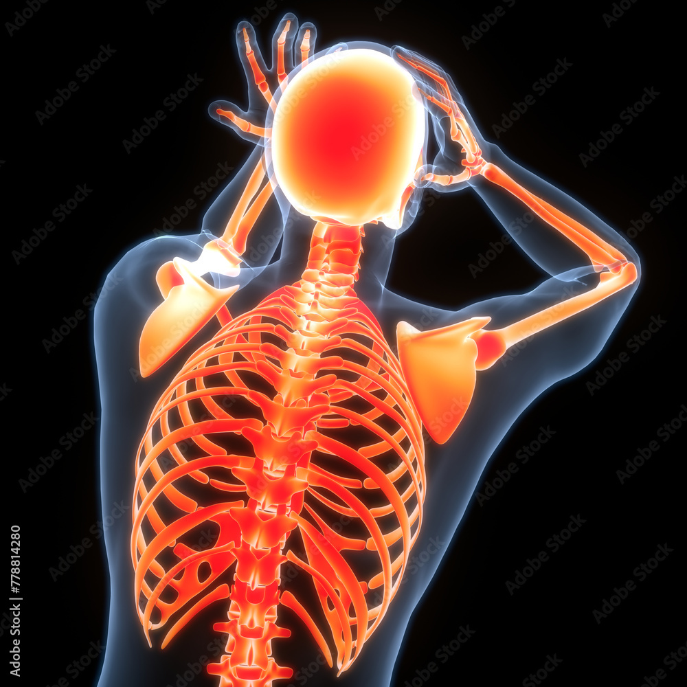 Human Skeleton System Bone Joints Anatomy Stock Illustration | Adobe Stock