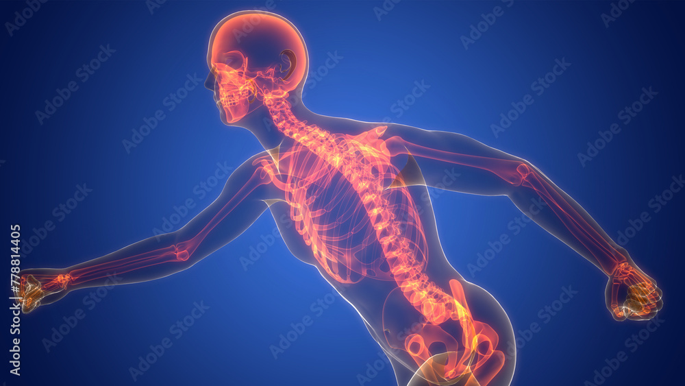 Human Skeleton System Bone Joints Anatomy Stock Illustration | Adobe Stock