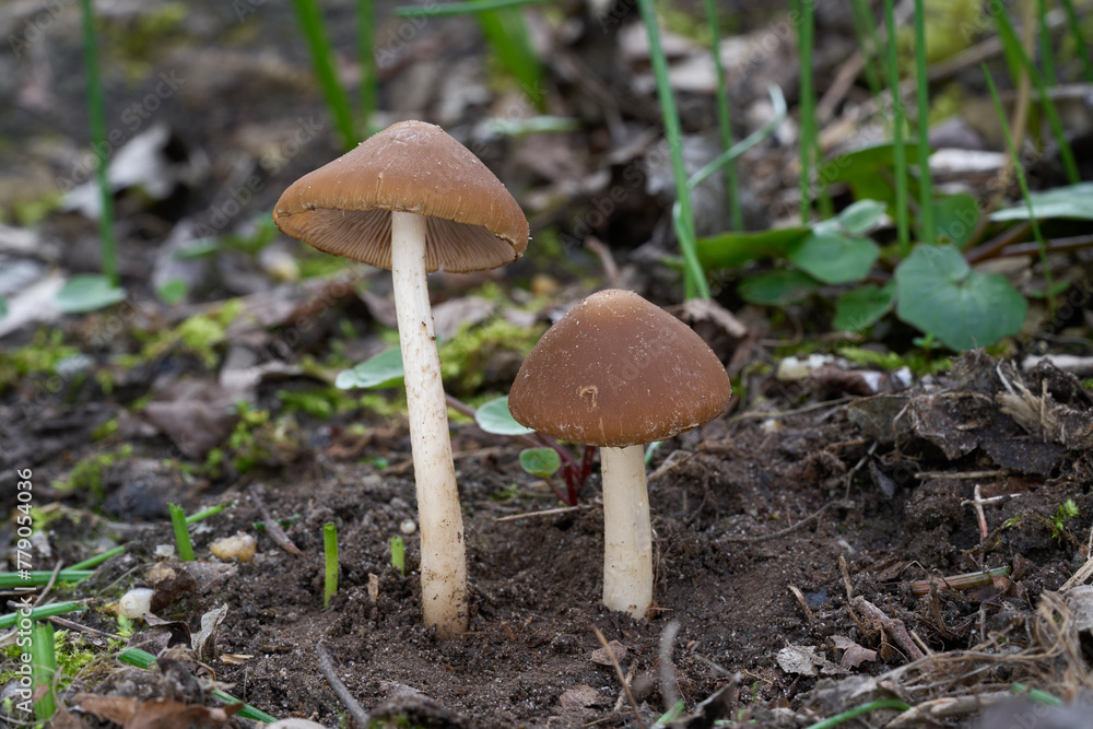 Psathyrella spadiceogrisea mushroom on the ground. Known as spring ...