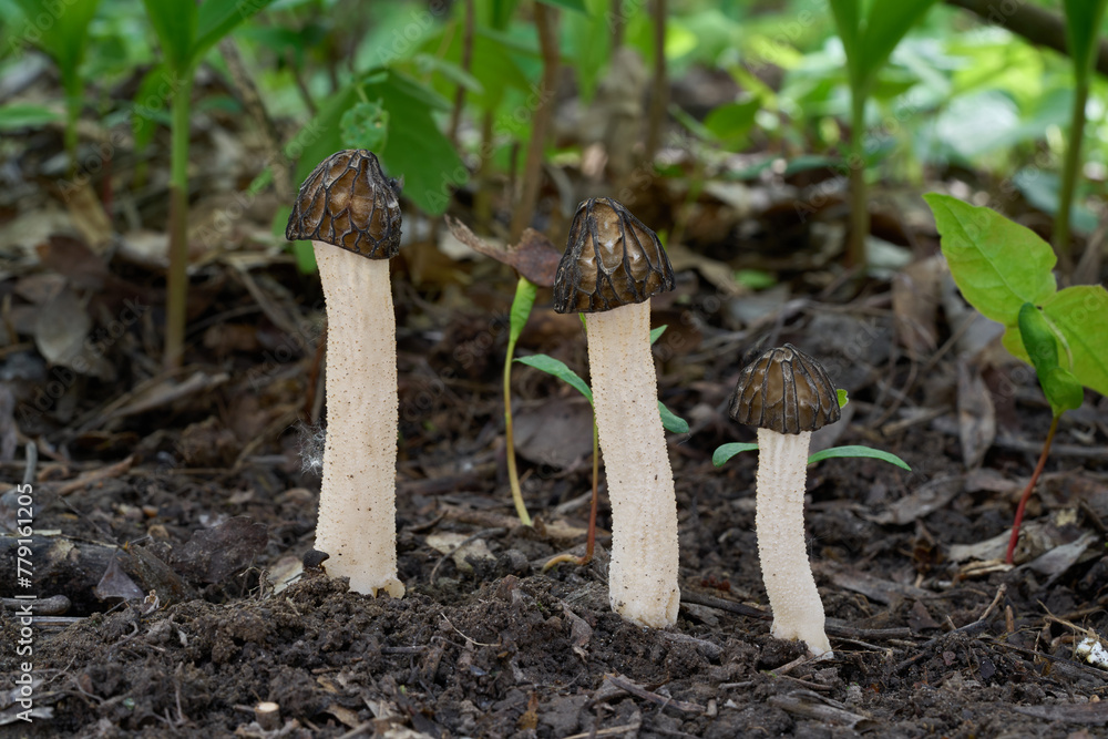 Morchella semilibera mushroom, plants in background. Known as Semifree ...