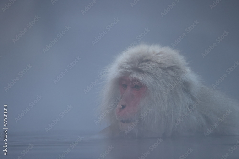 The Japanese macaque (Macaca fuscata), also known as the snow monkey ...