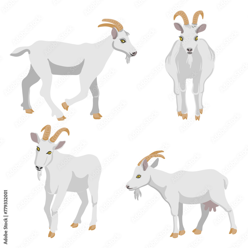 vector drawing white goats, farm animal isolated at white background, hand drawn illustration ...