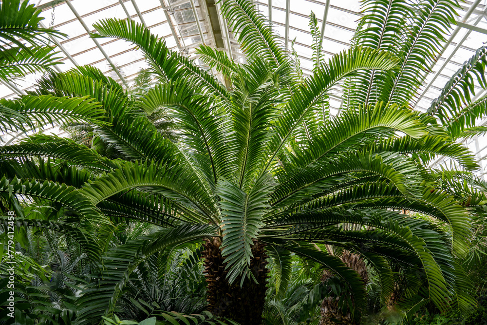 Magnificent leaves of the cycad (Cycas circinalis). It is native to ...