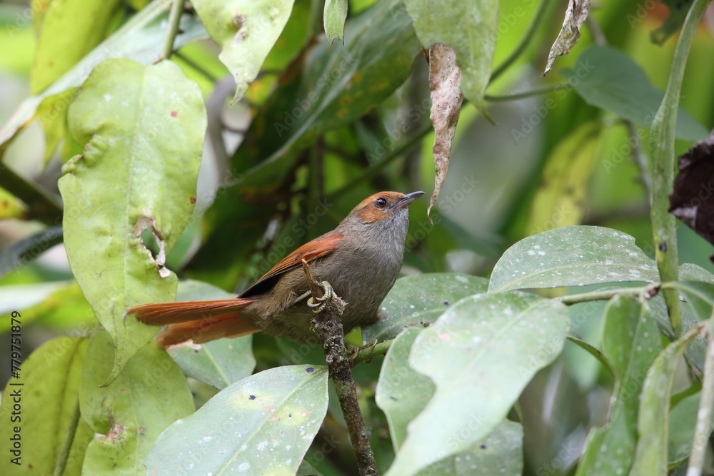 The red-faced spinetail (Cranioleuca erythrops) is a species of bird in ...