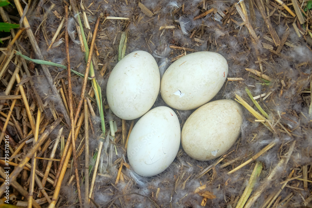 Stock-Foto „Time of birth. Greylag goose (Anser anser) eggs have ...
