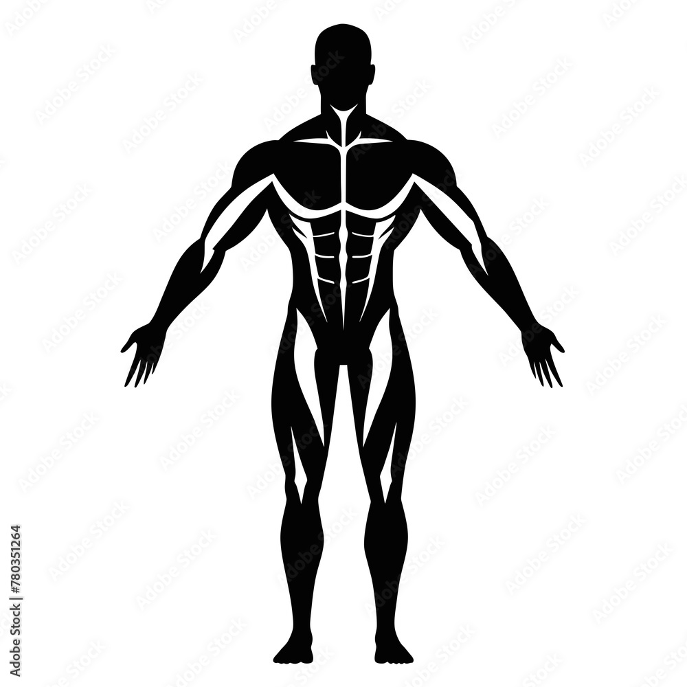 Human Muscles Isolated on White Background High-Quality Images for ...