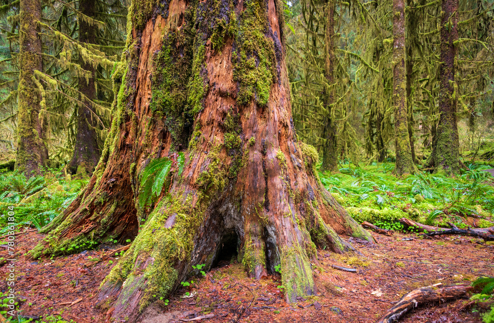 Hoh Rainforest Loop Trail in Olympic National Park at Olympic National ...