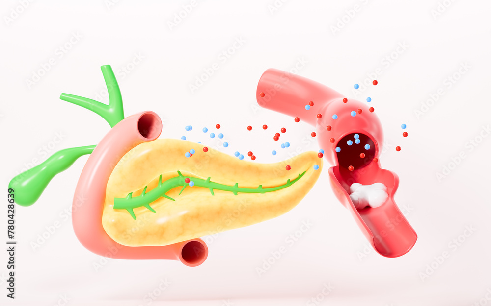 Human pancreas, gall bladder organ model, pancreas secretes insulin, 3d ...