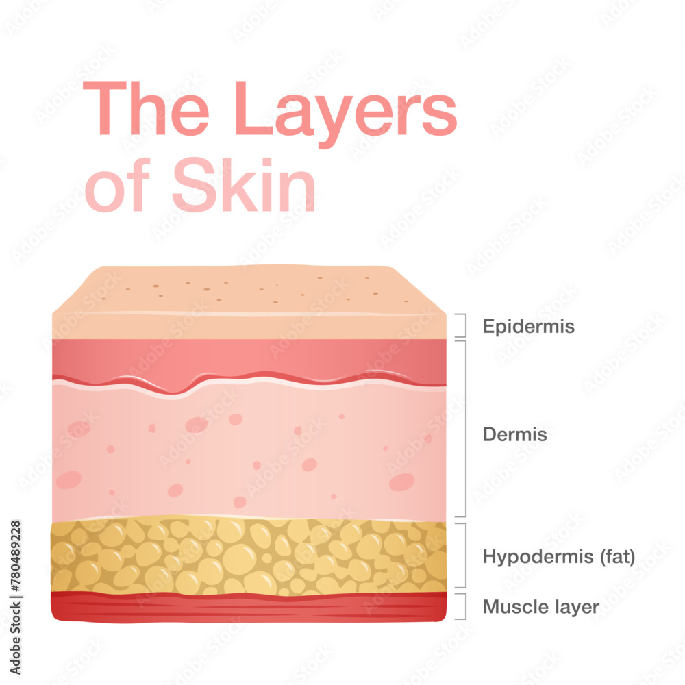 Diagram of normal human skin structure. Infographic with detailed ...