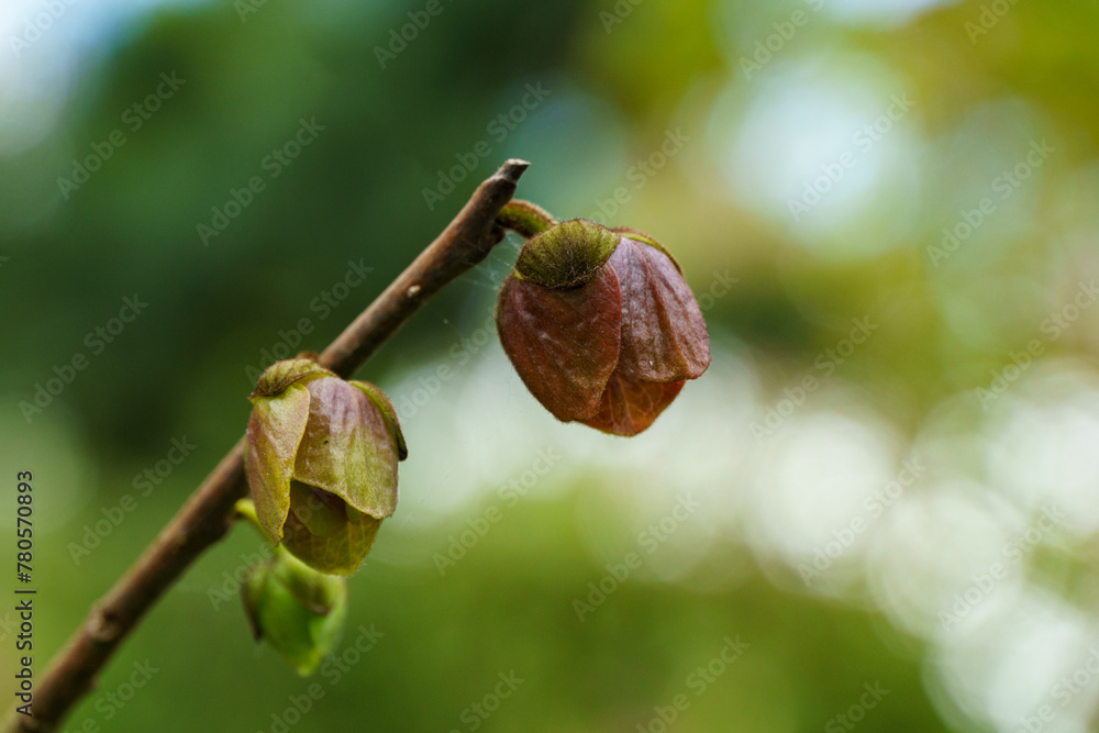 Young buds of Asimina triloba or pawpaw flower in spring garden against ...