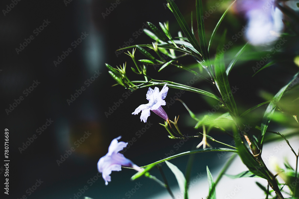,Ruellia simplex also known as the, Mexican bluebell or Britton's wild ...