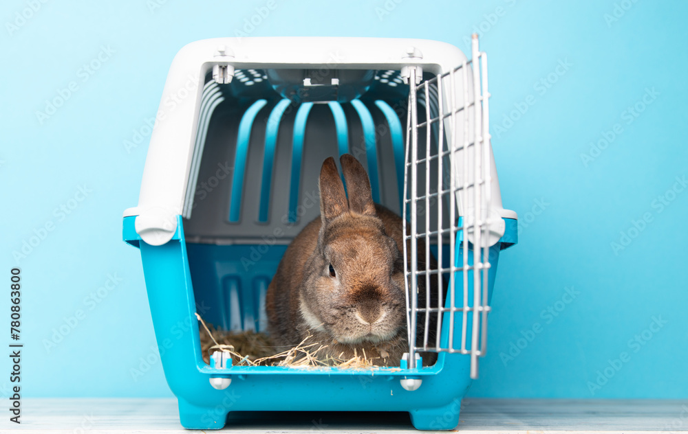 Rabbit in a transport box, pet locked in a cage, taking care of ...