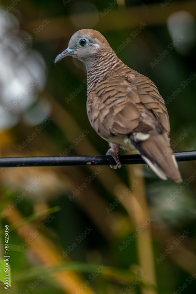 The zebra dove (Geopelia striata), also known as the barred ground dove ...