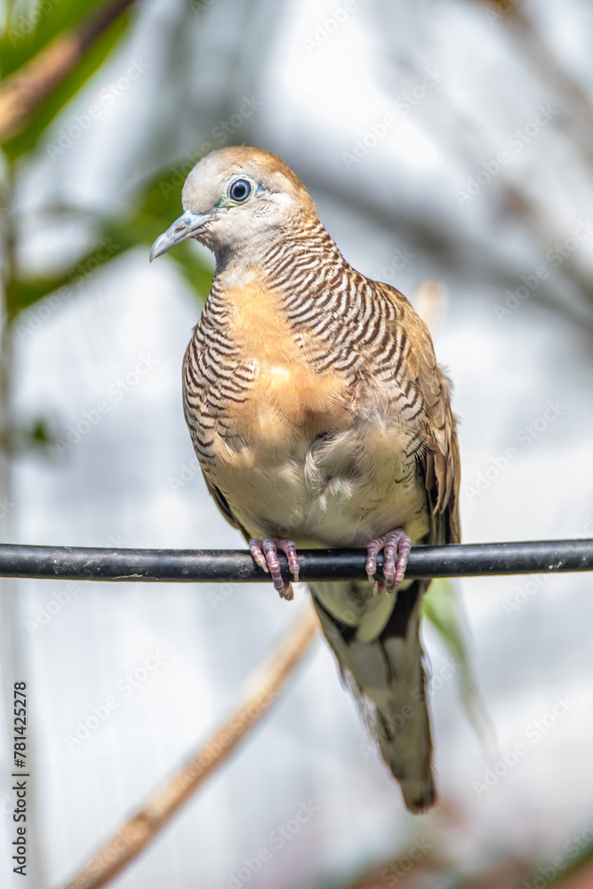 The zebra dove (Geopelia striata), also known as the barred ground dove ...