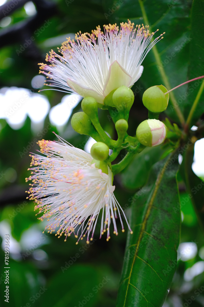 Albizia lebbeck, siris tree from mimosa family, common in India, Burma ...
