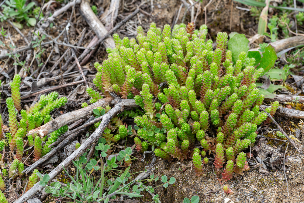 Sedum sexangulare. Tasteless stonecrop, detail the fleshy leaves of the ...