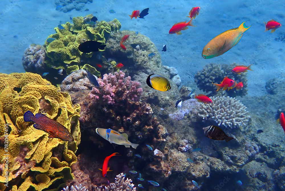Amazing nature of coral reefs showing great biodiversity of tropical ...