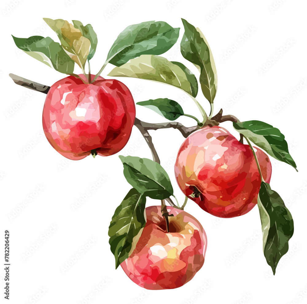 Watercolor vector of red apple, isolated on a white background, design ...