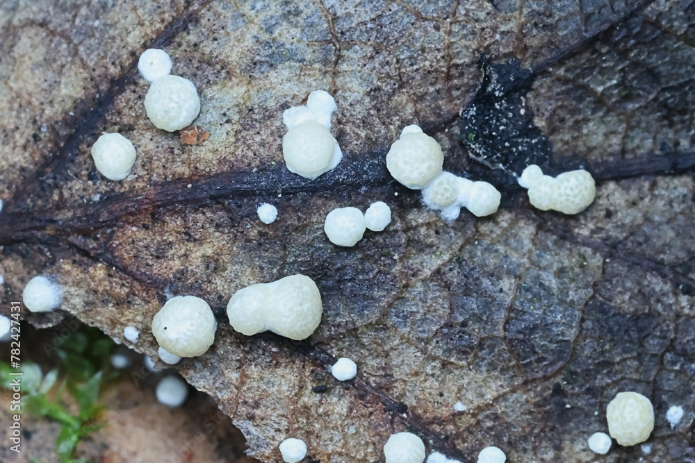 Trichoderma foliicola, also called Hypocrea foliicola, anamorphic ...