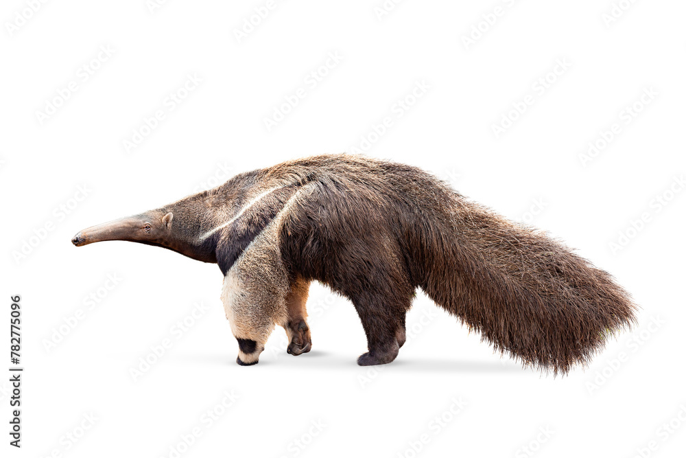 Giant anteater isolated on White Background. clipping path included ...
