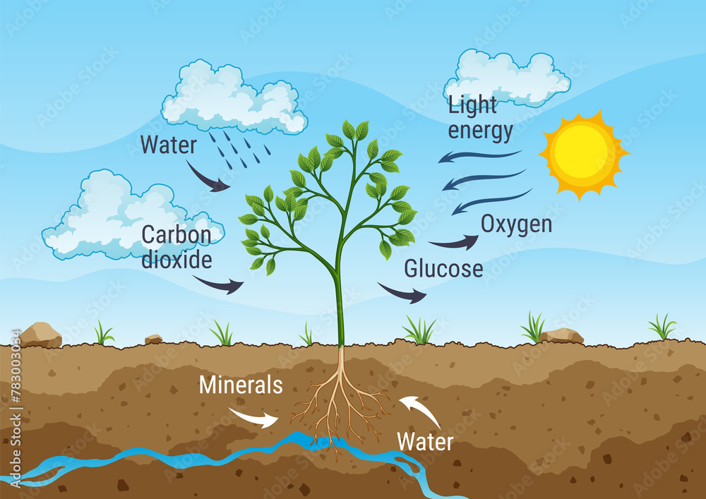 Photosynthesis process. Tree produce oxygen using rain and sun. Diagram ...