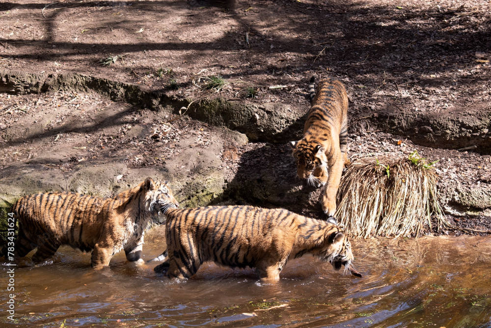 Young tigers have a coat of golden fur with dark stripes, the tiger is ...
