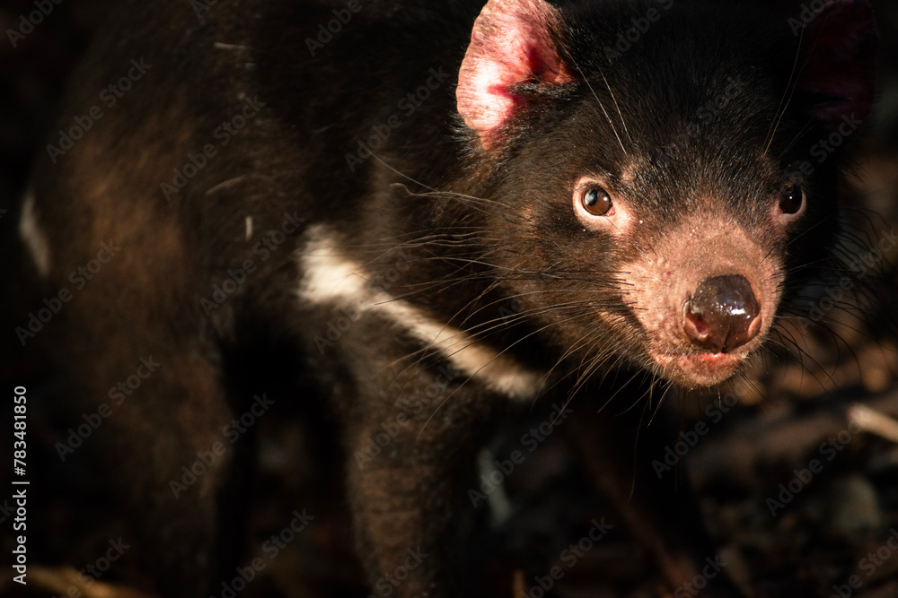 The Tasmanian devil is a carnivorous marsupial of the family Dasyuridae ...