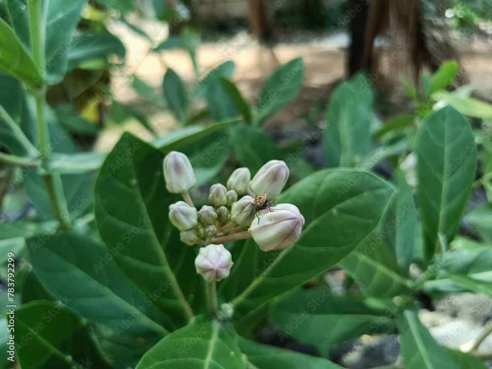Calotropis gigantea, the crown flower, is a species of Calotropis ...