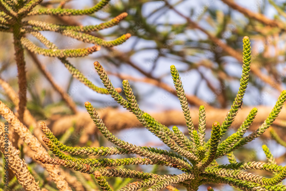 Needles of evergreen tree Araucaria araucana,commonly called the Monkey ...