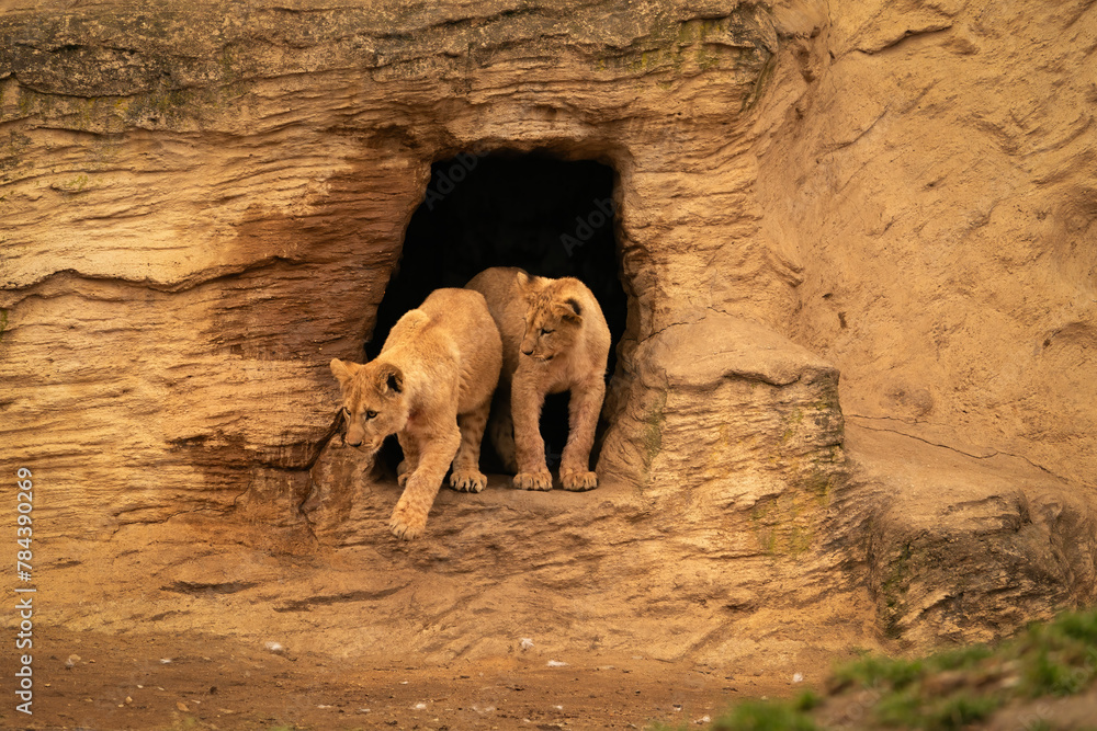 Barbary lion, North Africa, Atlas. This species of lion is already ...