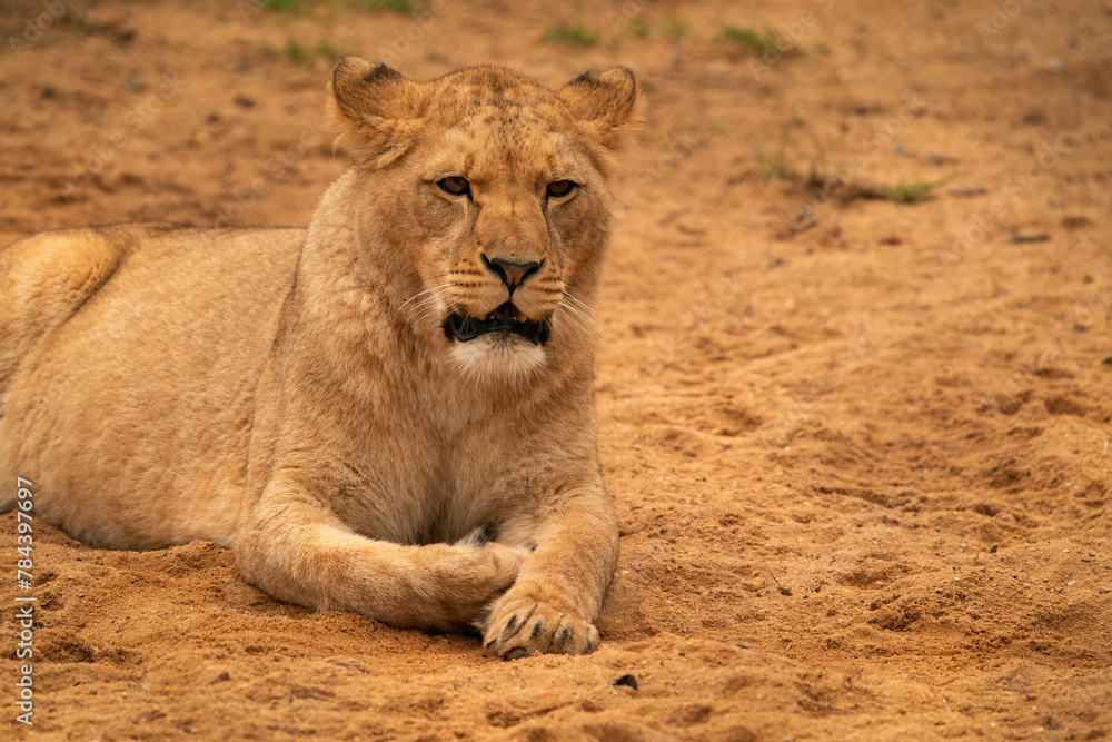 Barbary lion, North Africa, Atlas. This species of lion is already ...