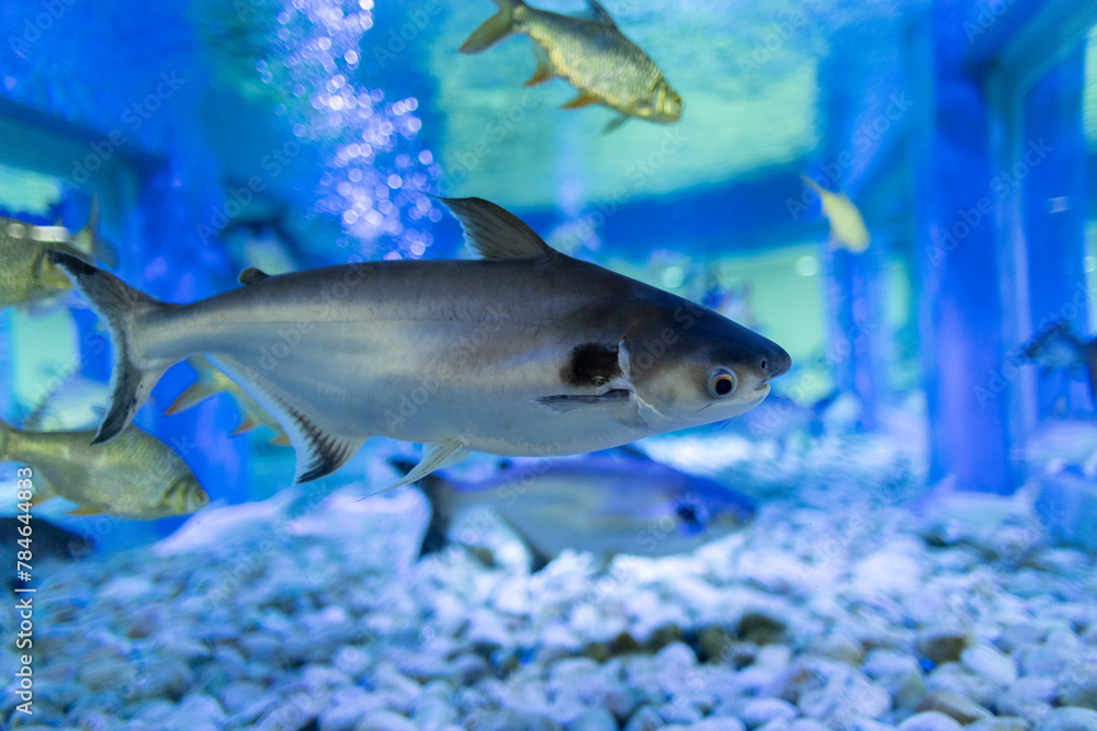 freshwater fish Belongs to the Swai fish family. It has a rounded head ...