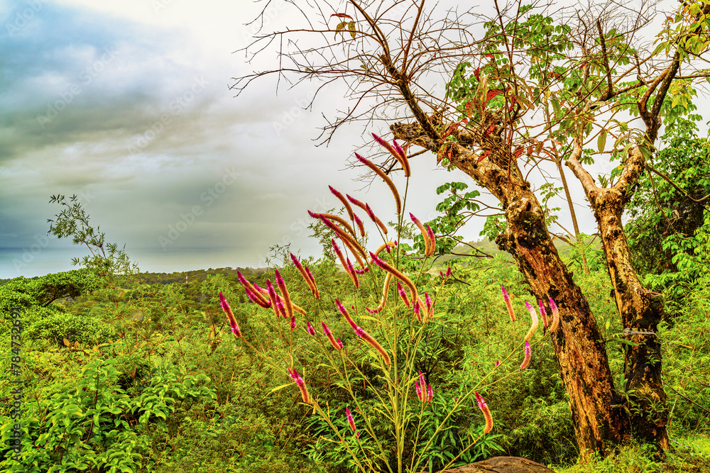 Photo Stock A vibrant tropical landscape featuring a twisted, mossy ...