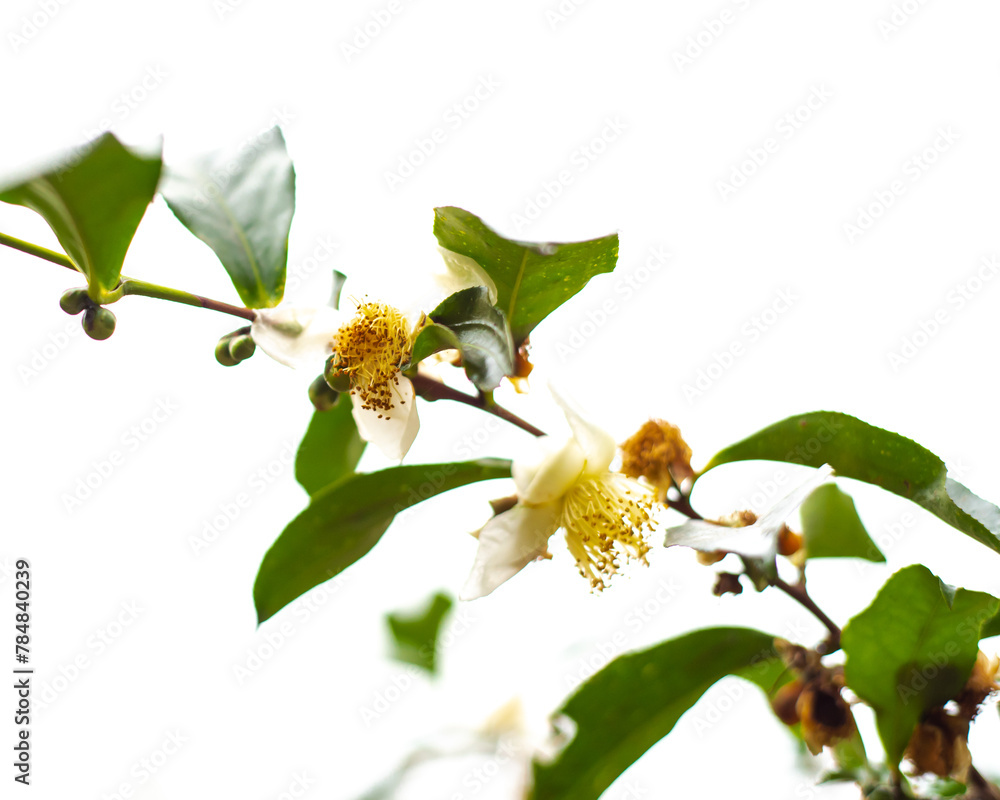 Blossom tea flower isolated on white background, green tea camellia ...