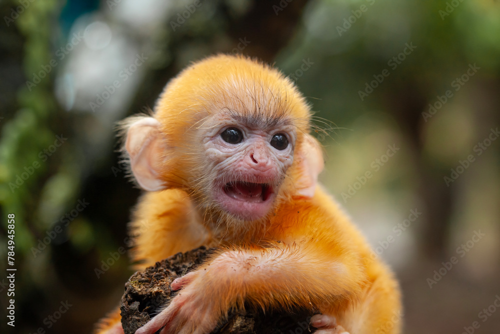 "Lutung" aka Trachypithecus cristatus Exotic Primate from the Island of ...